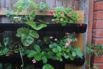 DIY Strawberry Gutter (Planter) - Hungry Healthy Happy