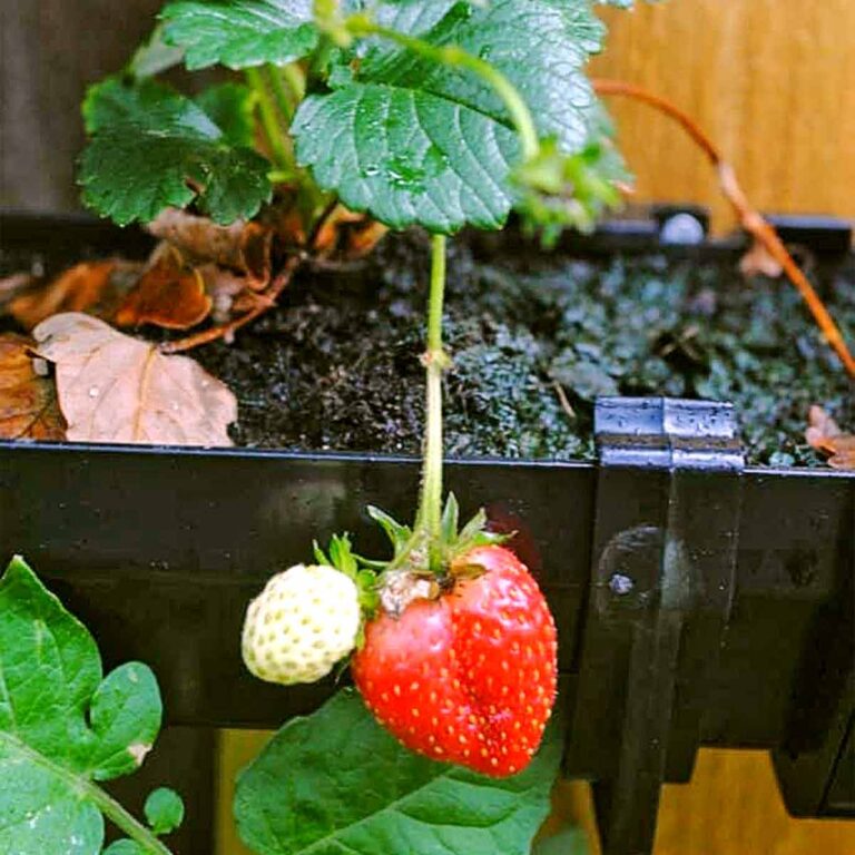 DIY Strawberry Gutter (Planter) - Hungry Healthy Happy